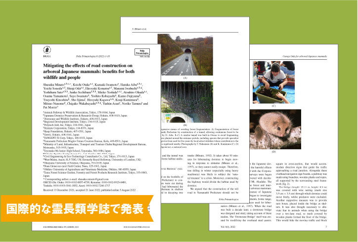 Case study on canopy bridges for Dormouse and arboreal wildlife in Japan. - Dormouse & Wildlife ...